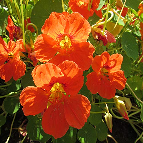 Outsidepride Tropaeolum Nasturtium Orange Climbing, Vining, Flowering, Plants for Trellis, Fences, Arbors & More - 200 Seeds