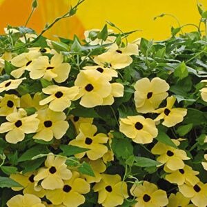 outsidepride thunbergia black-eyed susan yellow climbing vine flowering plants - 100 seeds