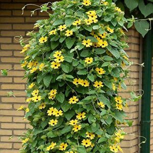 Outsidepride Thunbergia Black-Eyed Susan Yellow Climbing Vine Flowering Plants - 100 Seeds