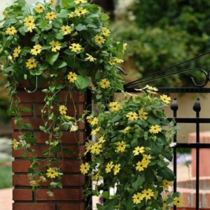 Outsidepride Thunbergia Black-Eyed Susan Yellow Climbing Vine Flowering Plants - 100 Seeds