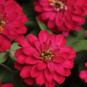 outsidepride zinnia elegans dahlia cherry heat & drought tolerant garden cut flowers - 1000 seeds