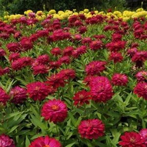 Outsidepride Zinnia Elegans Dahlia Cherry Heat & Drought Tolerant Garden Cut Flowers - 1000 Seeds