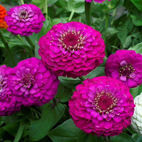 Outsidepride Zinnia Elegans Lilliput Purple Heat & Drought Tolerant Garden Cut Flowers - 1000 Seeds