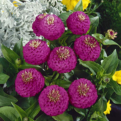 Outsidepride Zinnia Elegans Lilliput Purple Heat & Drought Tolerant Garden Cut Flowers - 1000 Seeds