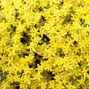 outsidepride perennial sedum acre heat & drought tolerant, succulent, stonecrop ground cover plants - 5000 seeds