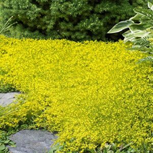 Outsidepride Perennial Sedum Acre Heat & Drought Tolerant, Succulent, Stonecrop Ground Cover Plants - 5000 Seeds