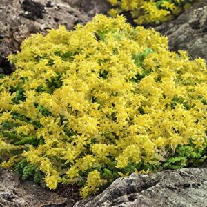 Outsidepride Perennial Sedum Acre Heat & Drought Tolerant, Succulent, Stonecrop Ground Cover Plants - 5000 Seeds