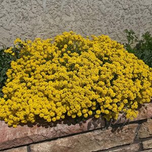 Outsidepride Perennial Sedum Acre Heat & Drought Tolerant, Succulent, Stonecrop Ground Cover Plants - 5000 Seeds