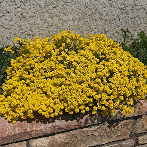 Outsidepride Perennial Sedum Acre Heat & Drought Tolerant, Succulent, Stonecrop Ground Cover Plants - 5000 Seeds