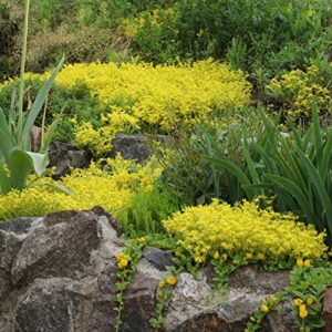 Outsidepride Perennial Sedum Acre Heat & Drought Tolerant, Succulent, Stonecrop Ground Cover Plants - 5000 Seeds