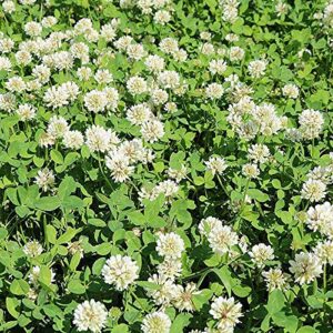 ladino clover seed: nitro-coated, inoculated - 10 lbs