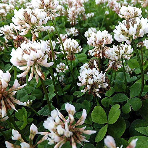 Ladino Clover Seed: Nitro-Coated, Inoculated - 10 LBS