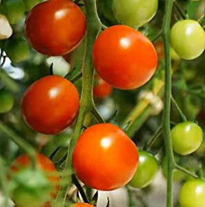 Hydrofarm GCTT Tomato 3-Foot Tree Tower, Orange and Green