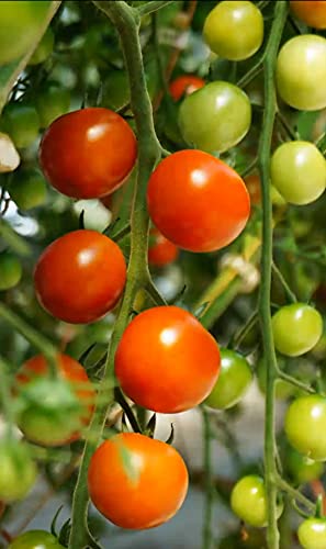 Hydrofarm GCTT Tomato 3-Foot Tree Tower, Orange and Green