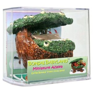 eve's bonsai babyland miniature azalea seed kit, complete kit to grow azalea bonsai trees from seed, unique and exclusive bonsai babyland planter