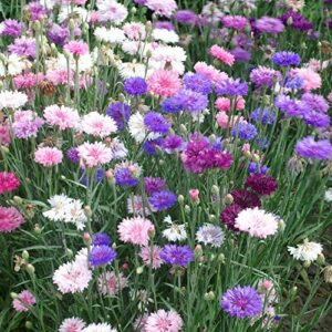 outsidepride centaurea cyanus cornflower polka dot wild flower seeds - 1000 seeds