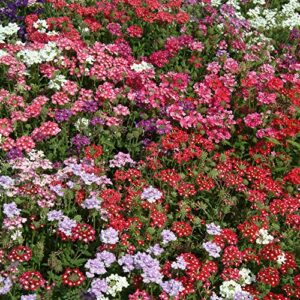 Outsidepride Verbena Flower & Ground Cover Plant Seed Mix - 1000 Seeds