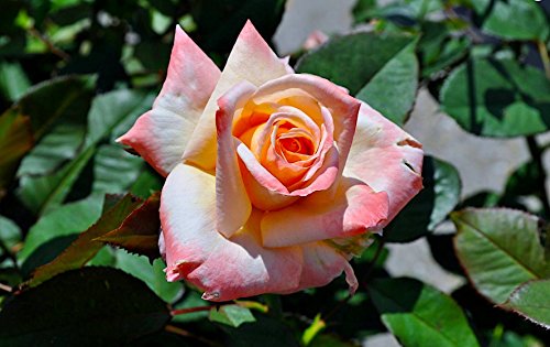 Nelson Plant Food Rose Food for All Types of Roses Climbing Tea Knock Outs Grandiflora with Five Sources of Nitrogen Nutri Star 18-14-10 (2 LB)