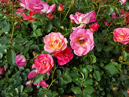 Nelson Plant Food Rose Food for All Types of Roses Climbing Tea Knock Outs Grandiflora with Five Sources of Nitrogen Nutri Star 18-14-10 (2 LB)