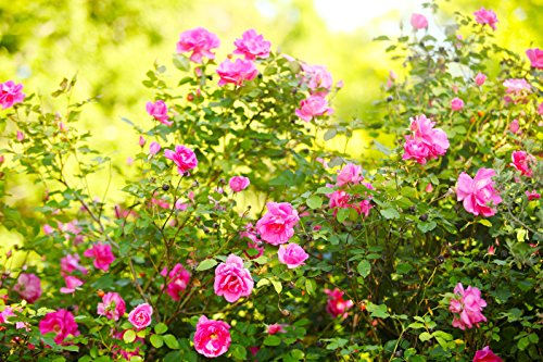 Nelson Plant Food Rose Food for All Types of Roses Climbing Tea Knock Outs Grandiflora with Five Sources of Nitrogen Nutri Star 18-14-10 (2 LB)