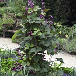 outsidepride dolichos lablab hyacinth bean climbing, flowering, vine plant seeds - 100 seeds