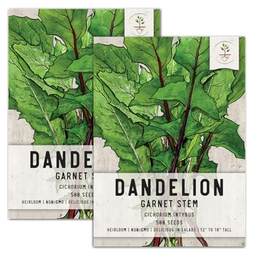 Seed Needs, Garnet Stem Dandelion Seeds - 500 Heirloom Seeds for Planting Cichorium intybus - Non-GMO & Untreated (2 Packs)