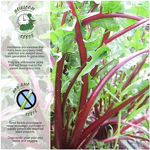 Seed Needs, Garnet Stem Dandelion Seeds - 500 Heirloom Seeds for Planting Cichorium intybus - Non-GMO & Untreated (2 Packs)