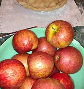 Disposable Apple Maggot Trap Kit 25 Apples, 25 Wire Holders, Two cans of Adhesive.