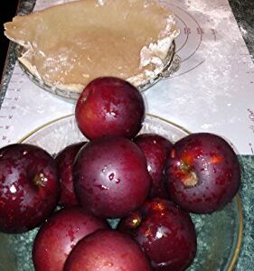 Disposable Apple Maggot Trap Kit 25 Apples, 25 Wire Holders, Two cans of Adhesive.