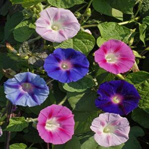 outsidepride ipomoea purpurea morning glory fieldgrown climbing, vining, trailing plants for arbors, trellises - 250 seeds