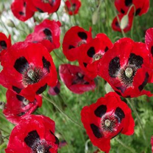 Outsidepride Papaver Commutatum Lady Bird Red Corn Poppy Wild Flowers - 5000 Seeds