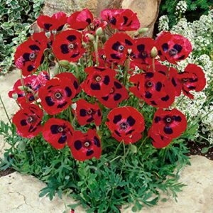 Outsidepride Papaver Commutatum Lady Bird Red Corn Poppy Wild Flowers - 5000 Seeds