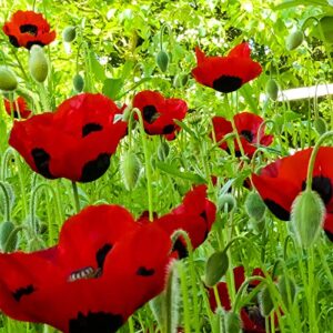 Outsidepride Papaver Commutatum Lady Bird Red Corn Poppy Wild Flowers - 5000 Seeds