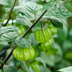 outsidepride perennial cape gooseberry physalis peruviana goldenberry fruit plants - 1000 seeds