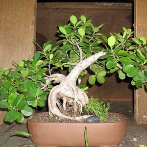 Chinese Banyan Tree - Weeping Fig Tree - Ficus - 4" Pot