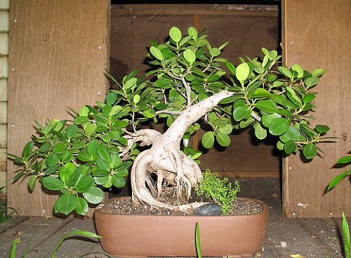 Chinese Banyan Tree - Weeping Fig Tree - Ficus - 4" Pot