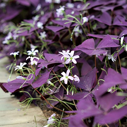 Easy to Grow Oxalis Triangularis 'Purple Shamrocks' Plant Bulbs (20 Pack) - Dark Purple Foliage & Light Pink Flowering Blooms for Indoor or Outdoor Gardens