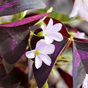 Easy to Grow Oxalis Triangularis 'Purple Shamrocks' Plant Bulbs (20 Pack) - Dark Purple Foliage & Light Pink Flowering Blooms for Indoor or Outdoor Gardens