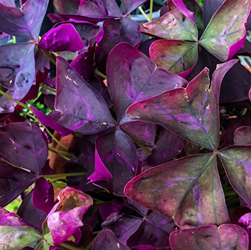 Easy to Grow Oxalis Triangularis 'Purple Shamrocks' Plant Bulbs (20 Pack) - Dark Purple Foliage & Light Pink Flowering Blooms for Indoor or Outdoor Gardens