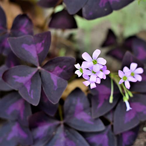 Easy to Grow Oxalis Triangularis 'Purple Shamrocks' Plant Bulbs (20 Pack) - Dark Purple Foliage & Light Pink Flowering Blooms for Indoor or Outdoor Gardens