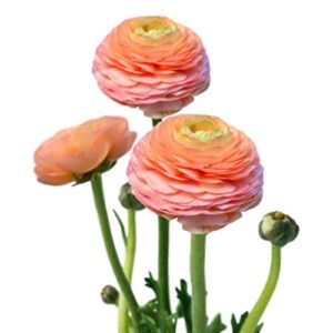 easy to grow ranunculus tecolote 'salmon' plant bulbs (10 pack) - beautiful pink, orange & yellow flowering blooms in temperate spring gardens