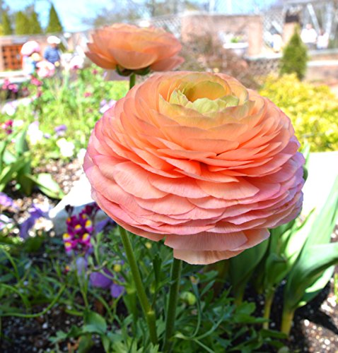 Easy to Grow Ranunculus Tecolote 'Salmon' Plant Bulbs (10 Pack) - Beautiful Pink, Orange & Yellow Flowering Blooms in Temperate Spring Gardens