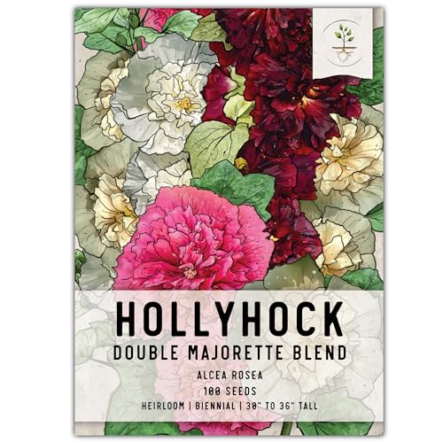 Seed Needs, Double Majorette Hollyhock Seeds - 100 Heirloom Flower Seeds for Planting Alcea rosea - Mixed, Biennial, Attracts Pollinators (1 Pack)