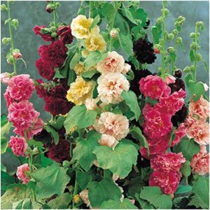 Seed Needs, Double Majorette Hollyhock Seeds - 100 Heirloom Flower Seeds for Planting Alcea rosea - Mixed, Biennial, Attracts Pollinators (1 Pack)