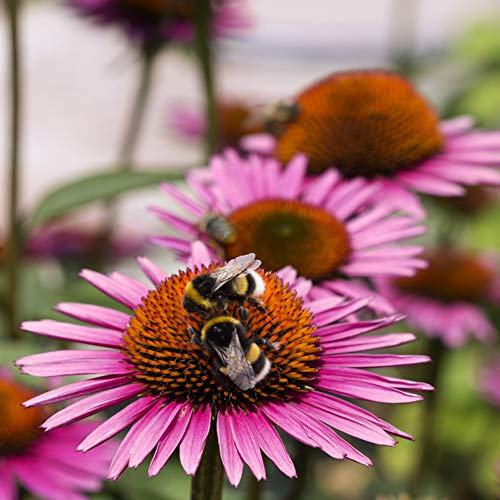 Outsidepride Perennial Echinacea Purple Coneflower Wild Flowers Great for Cutting - 1000 Seeds