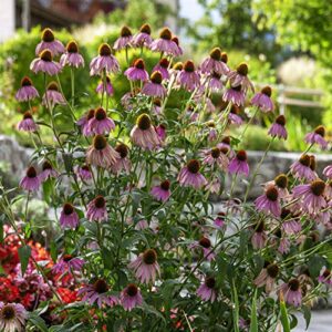 Outsidepride Perennial Echinacea Purple Coneflower Wild Flowers Great for Cutting - 1000 Seeds