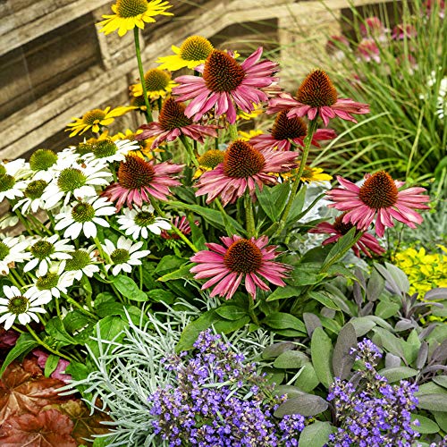 Outsidepride Perennial Echinacea Purple Coneflower Wild Flowers Great for Cutting - 1000 Seeds