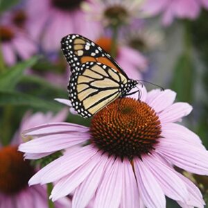 Outsidepride Perennial Echinacea Purple Coneflower Wild Flowers Great for Cutting - 1000 Seeds