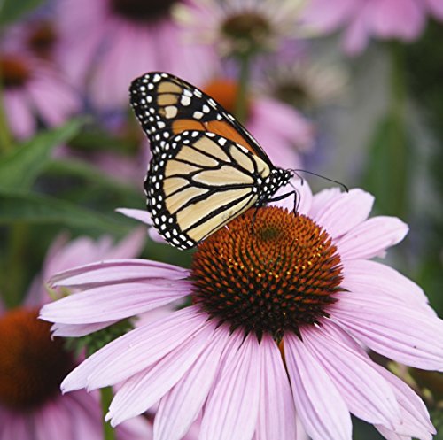 Outsidepride Perennial Echinacea Purple Coneflower Wild Flowers Great for Cutting - 1000 Seeds