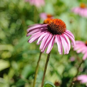 Outsidepride Perennial Echinacea Purple Coneflower Wild Flowers Great for Cutting - 1000 Seeds